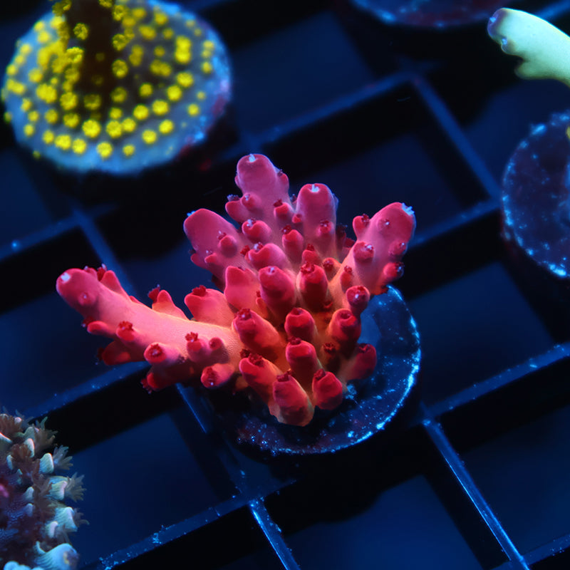 TCK Poisonberry Granulosa – TCKCorals