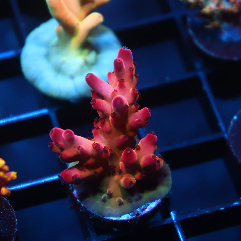 TCK Poisonberry Granulosa – TCKCorals