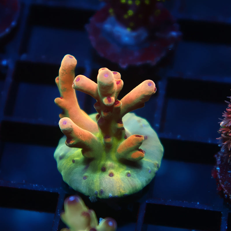 TCK Jawbreaker Acro – TCKCorals