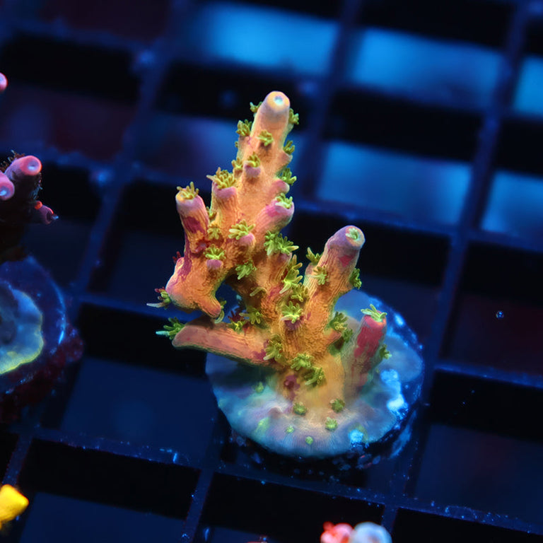 TCK Kaleidoscope – TCKCorals