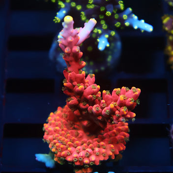 TCKCorals Premium Aquacultured WYSIWYG Corals