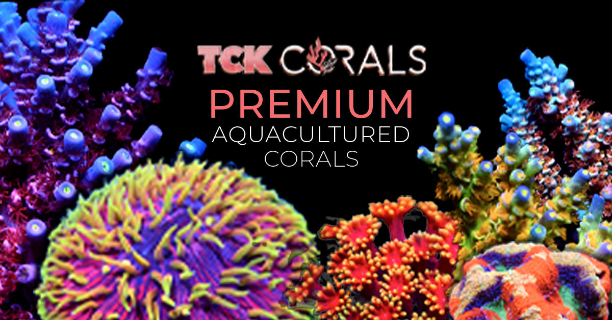 TCKCorals Premium Aquacultured WYSIWYG Corals