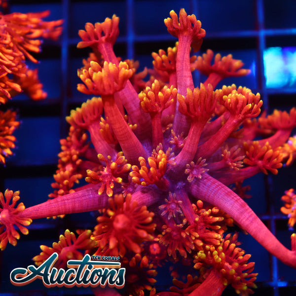 TCK Flame Tip Goni Mini Colony – TCKCorals