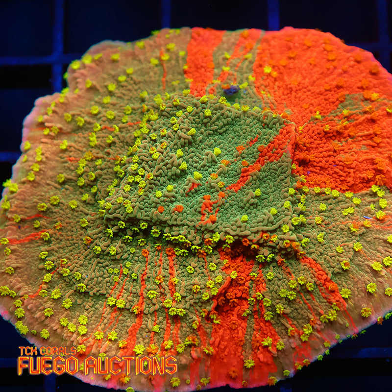 WWC Grafted Sunfire Colony – TCKCorals