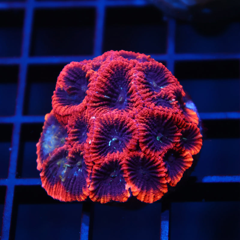 TCK Red Micro Favia – TCKCorals