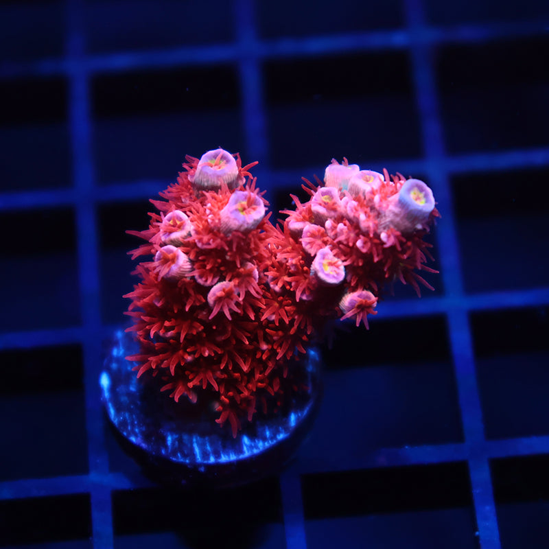 TCK Wildcard – TCKCorals