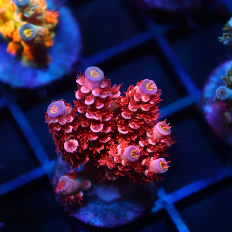 TCK Wildcard Tenuis – TCKCorals