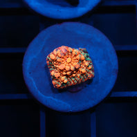 TCKCorals Premium Aquacultured WYSIWYG Corals