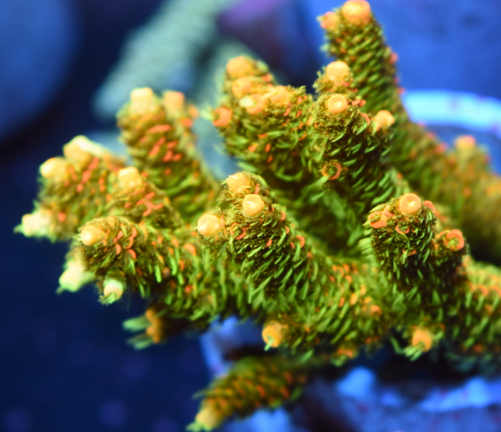 TCK Inferno Sunset Milli – TCKCorals